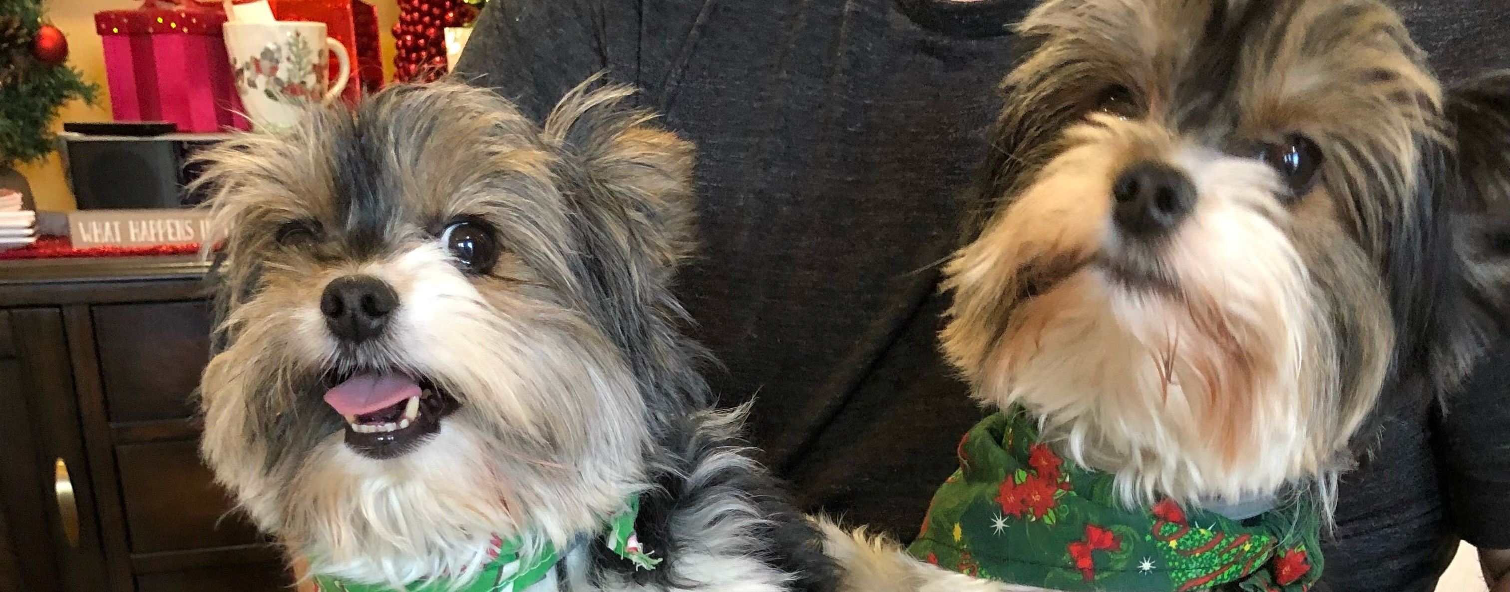 Hudson Valley Yorkies Menu